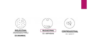 Types of egg | PDF | Science