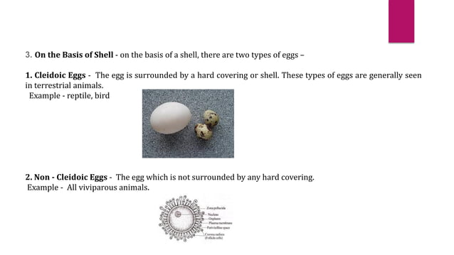 Types of egg | PDF | Science