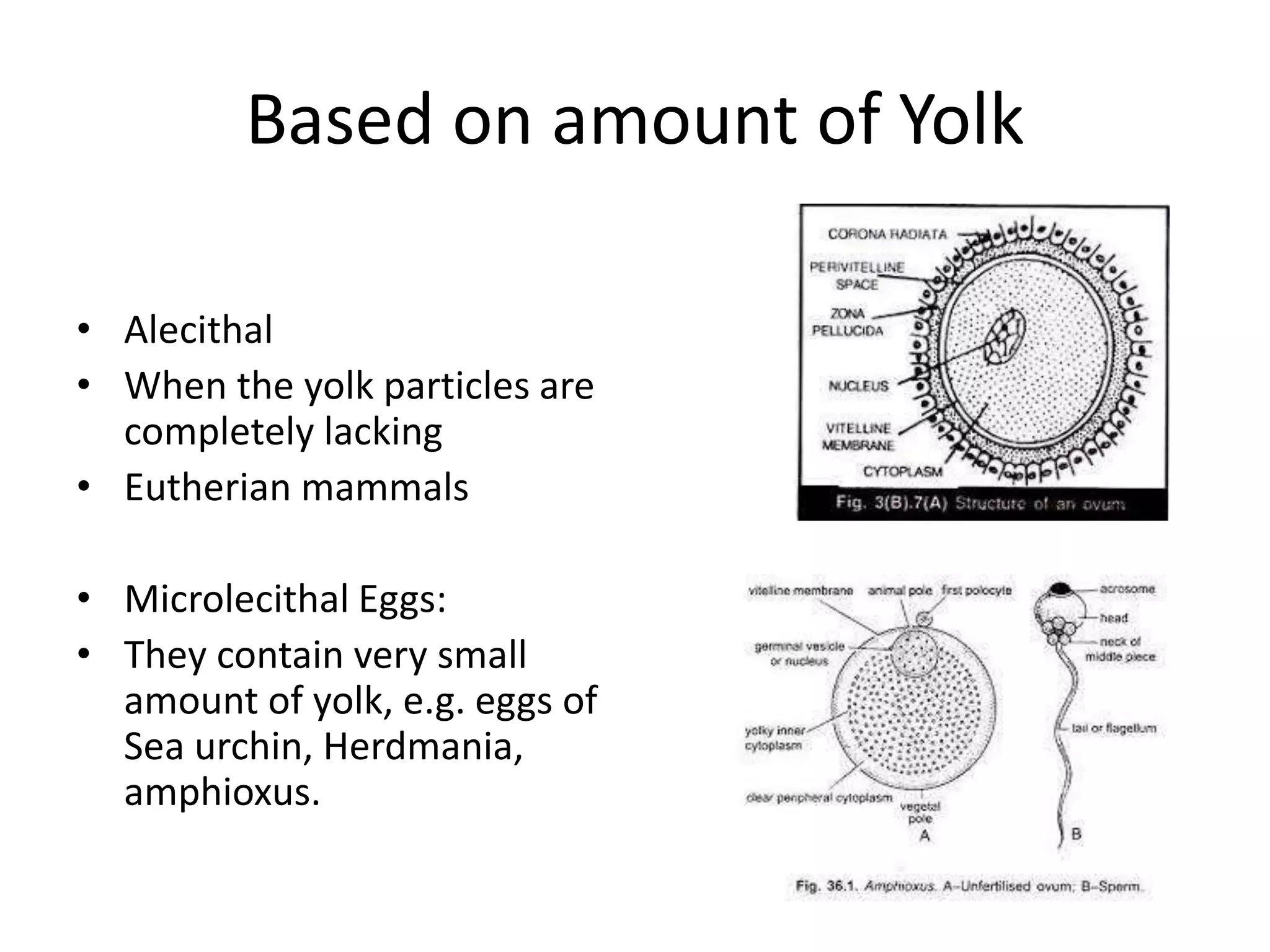 Types of eggs | PPT