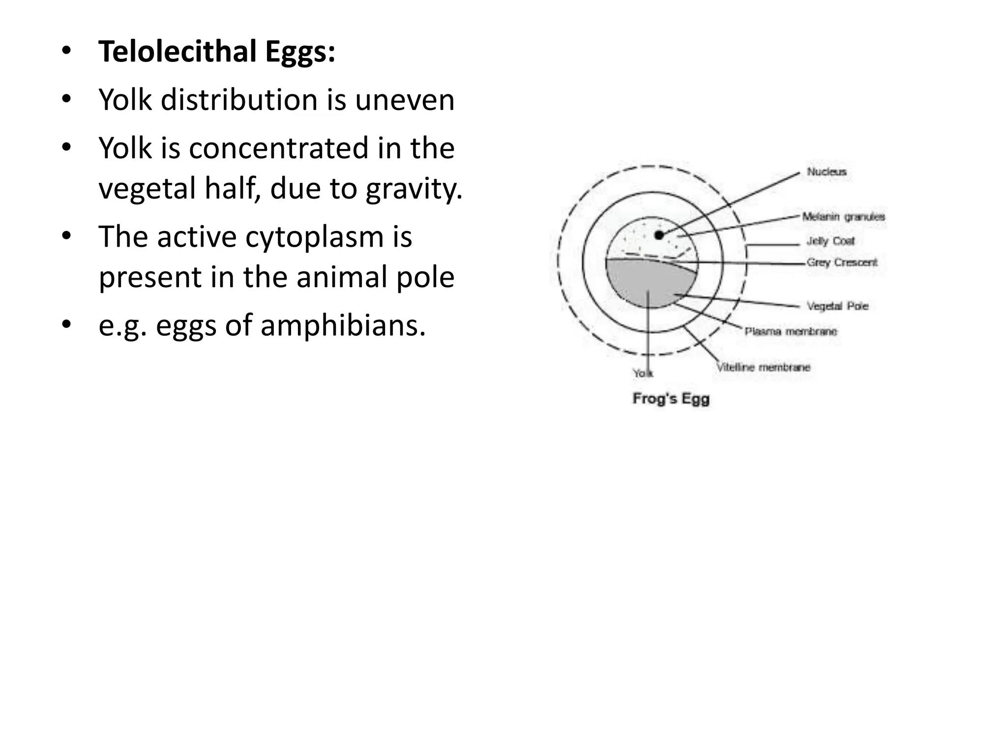 Types of eggs | PPT