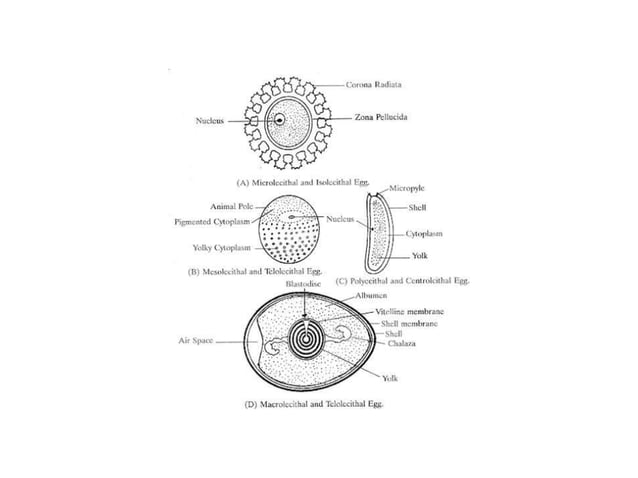Types of eggs | PPT