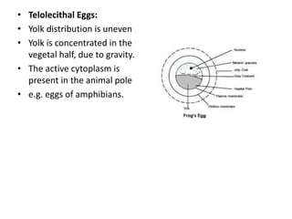 Types of eggs | PPT