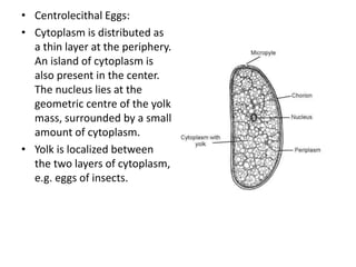 Types of eggs | PPT