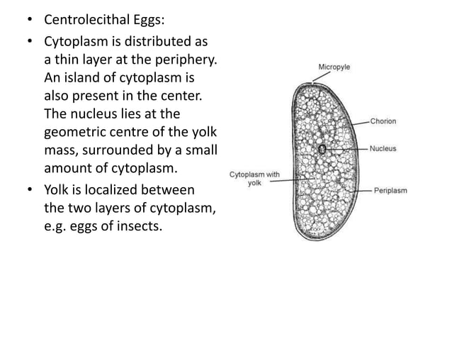 Types of eggs | PPT