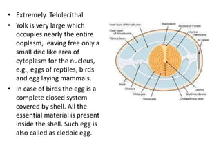 Types of eggs | PPT