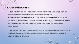 Types of eggs and Egg membranes (Developmental Zoology) | PDF