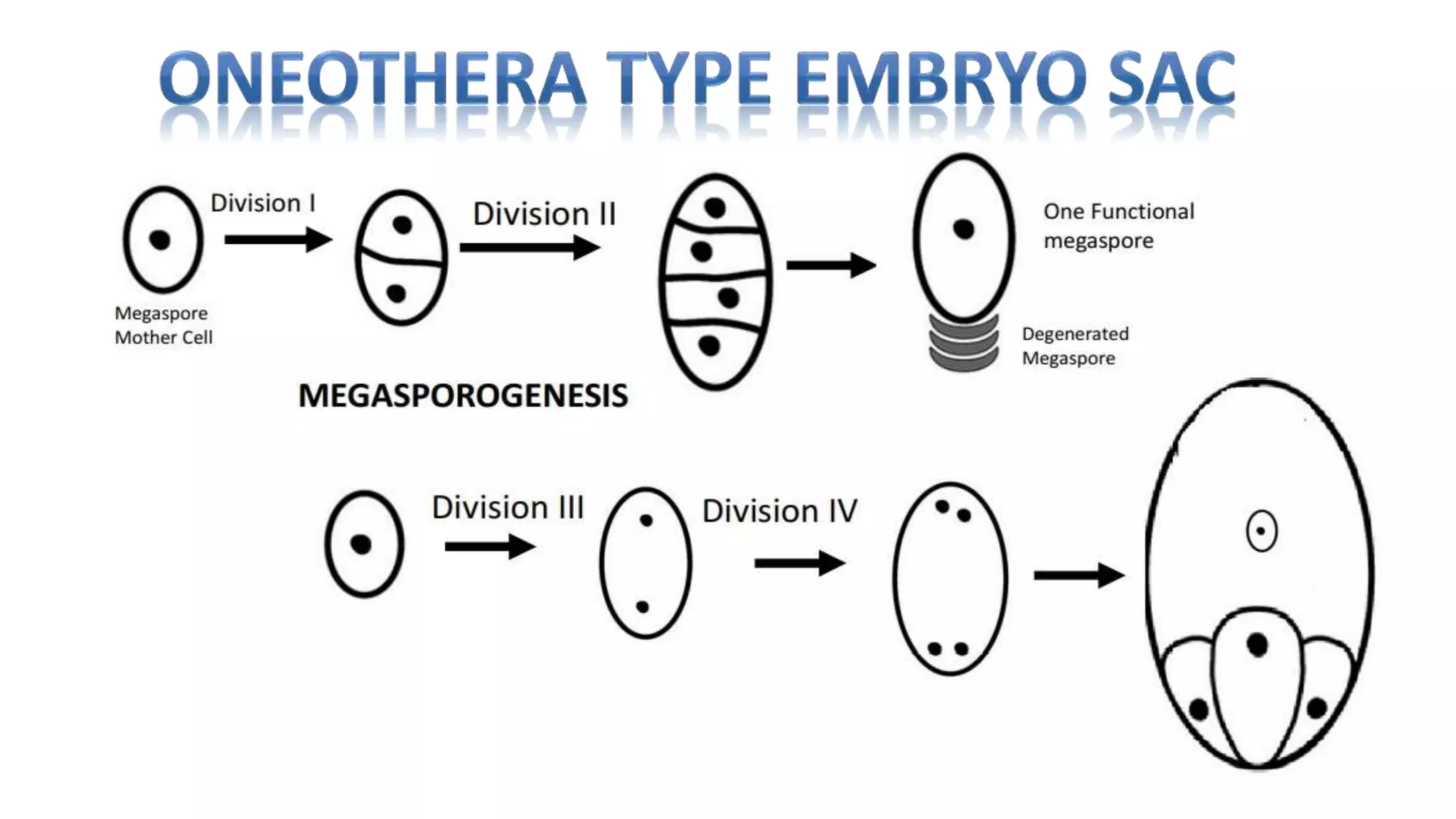 Types of embryosac | PPTX