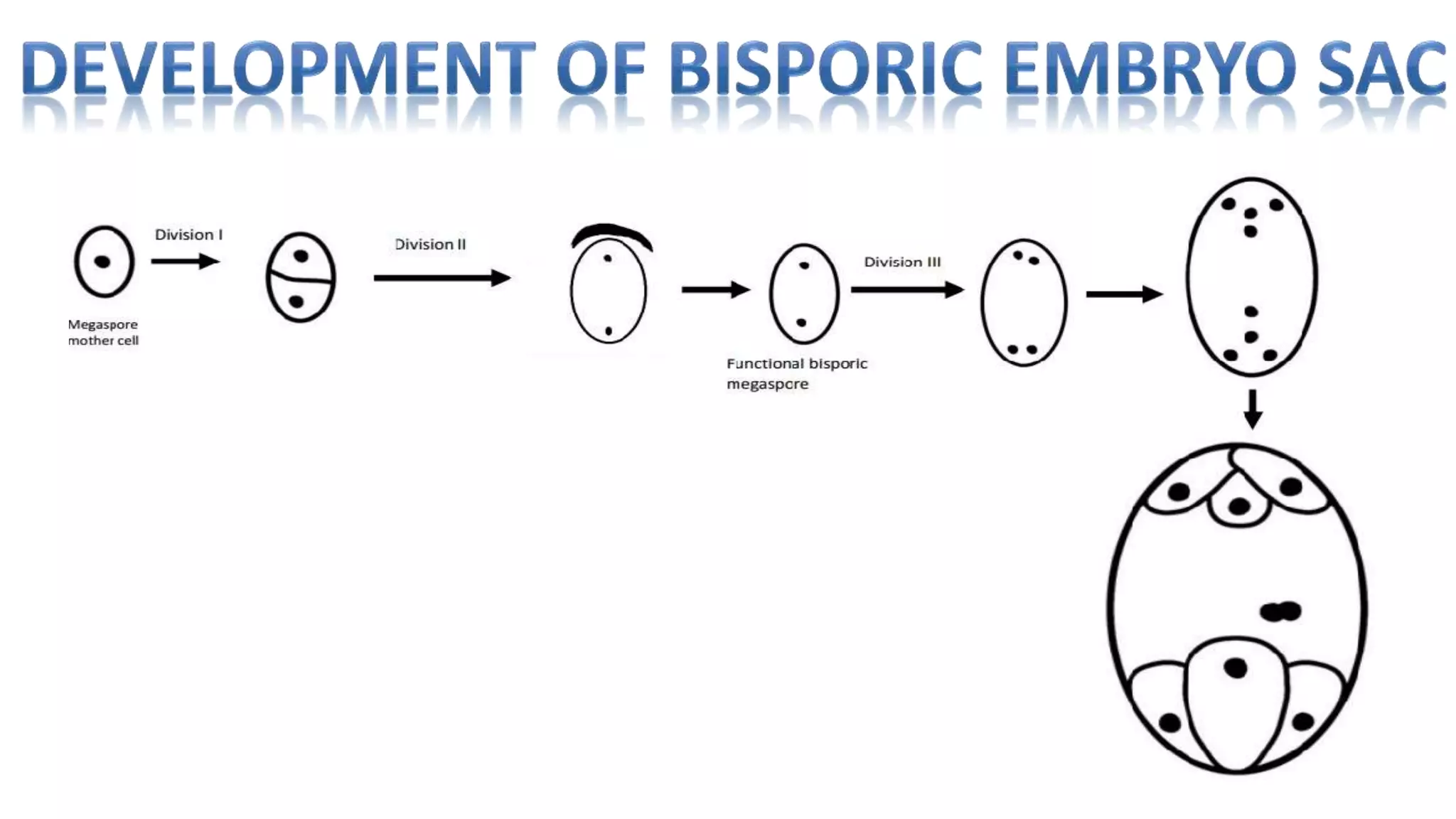 Types of embryosac | PPTX