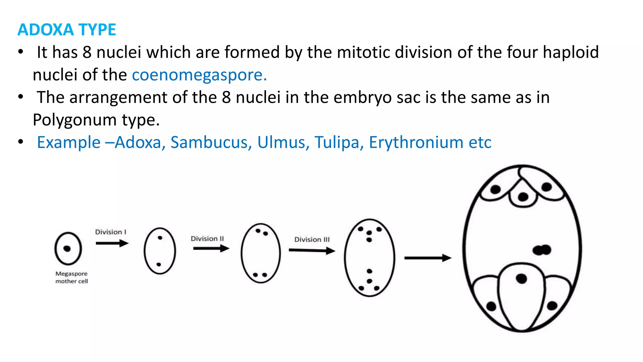 Types of embryosac | PPTX