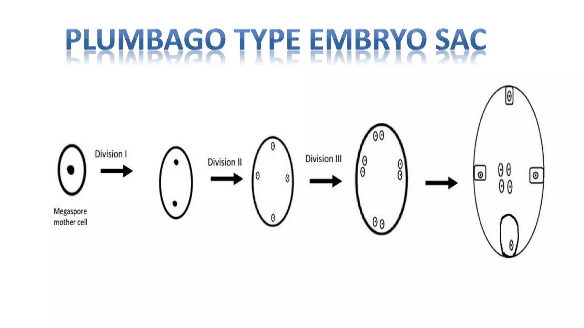 Types of embryosac | PPTX