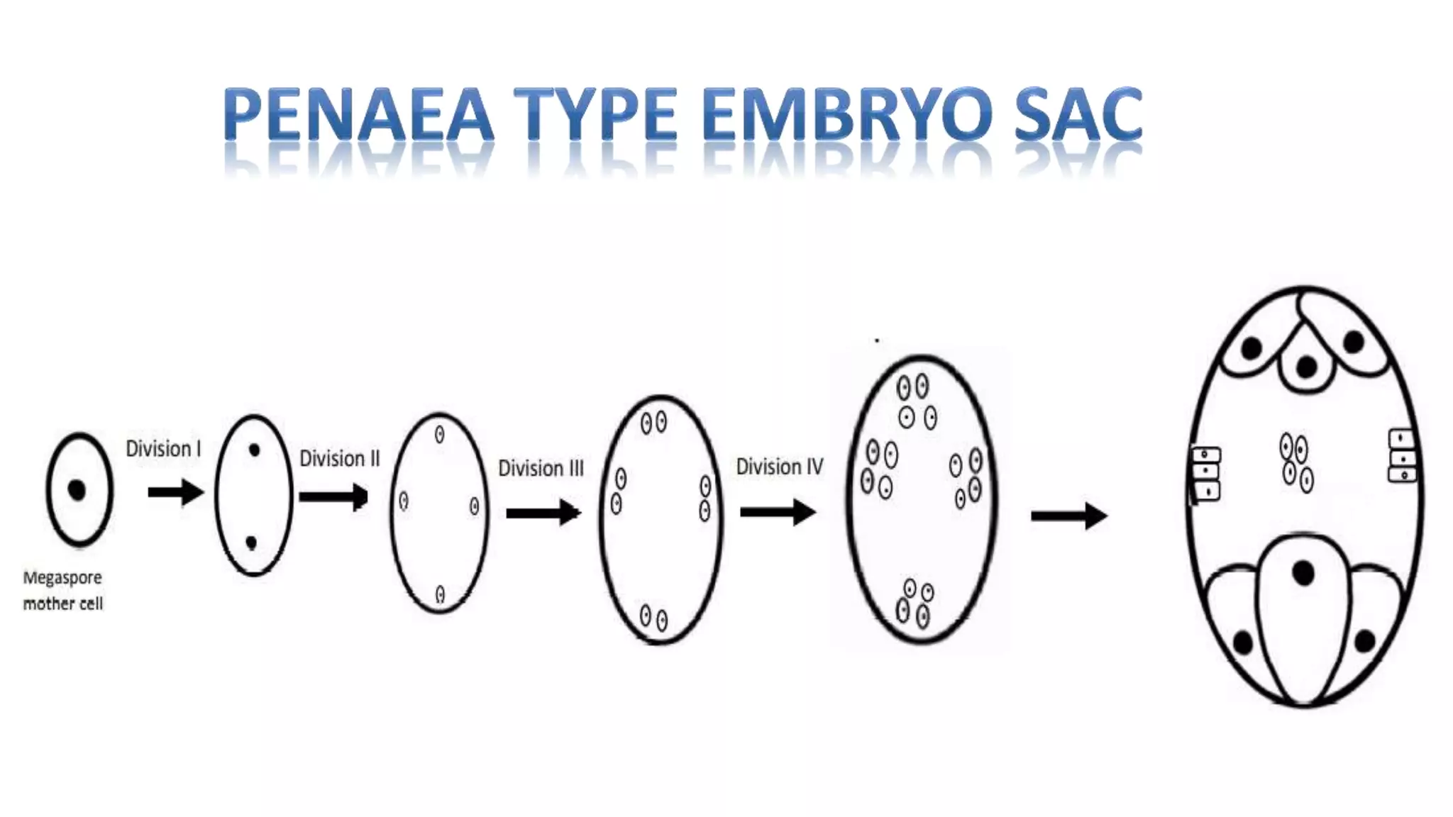 Types of embryosac | PPTX