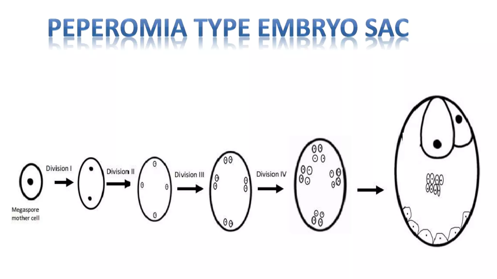 Types of embryosac | PPTX