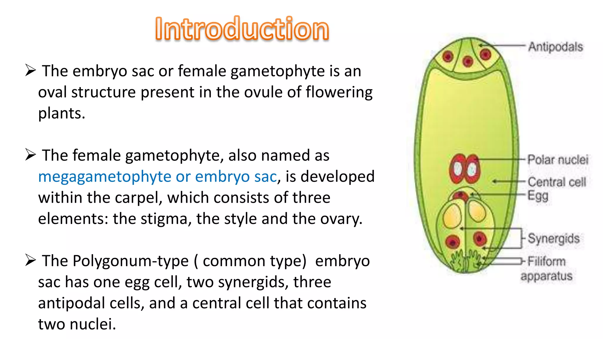 Types of embryosac | PPTX