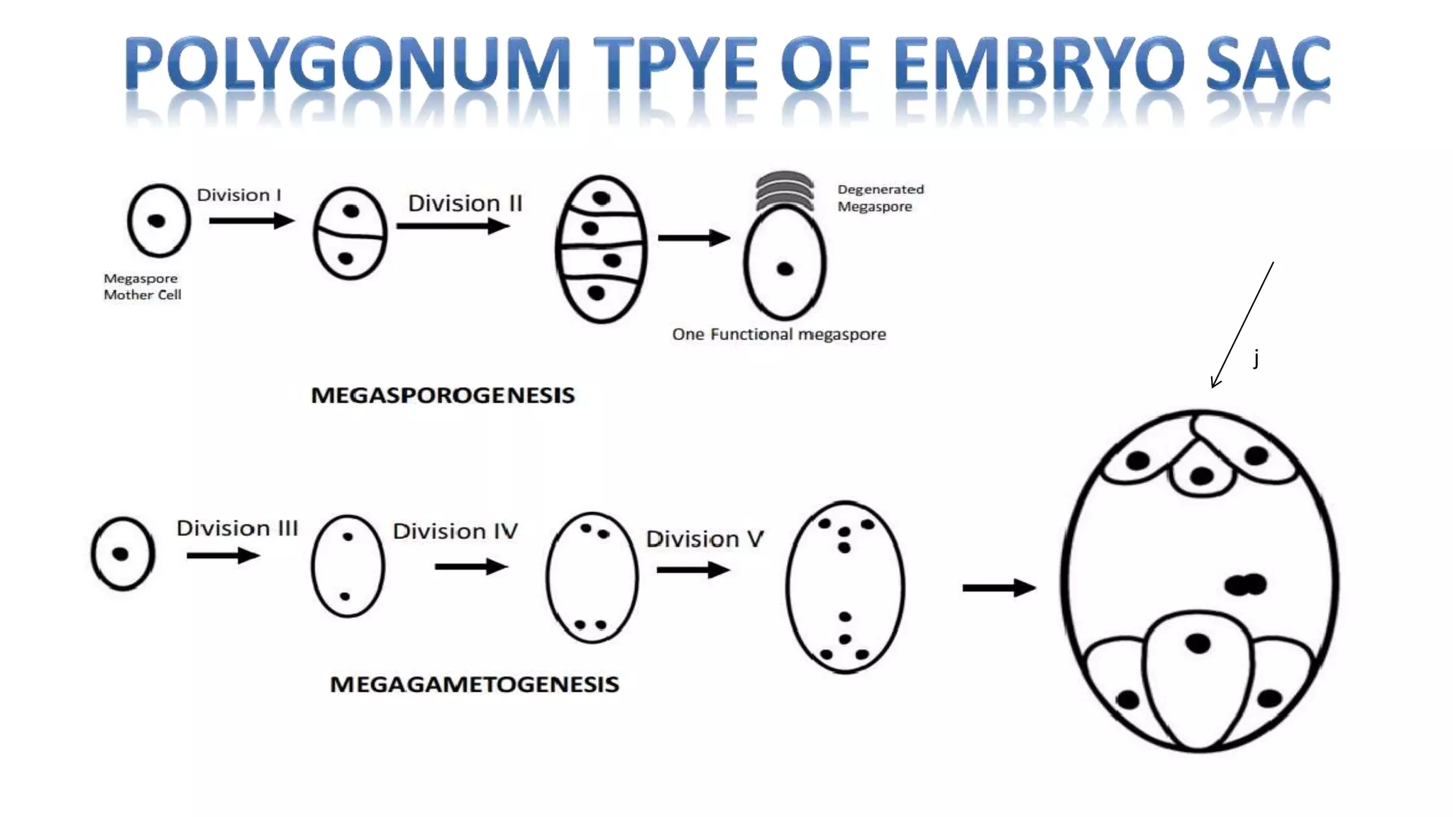 Types of embryosac | PPTX