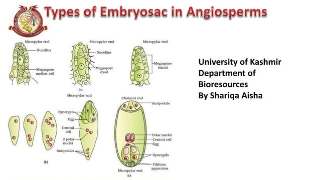 Types of embryosac | PPTX | Infertility | Reproductive Health