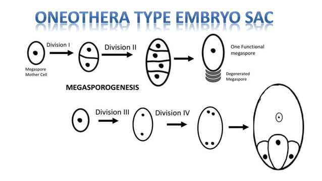Types of embryosac | PPTX | Infertility | Reproductive Health