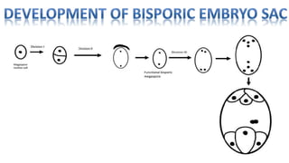 Types of embryosac | PPTX
