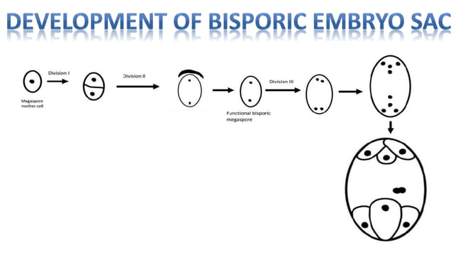 Types of embryosac | PPTX | Infertility | Reproductive Health