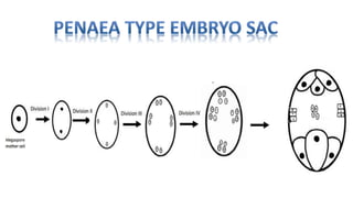 Types of embryosac | PPTX