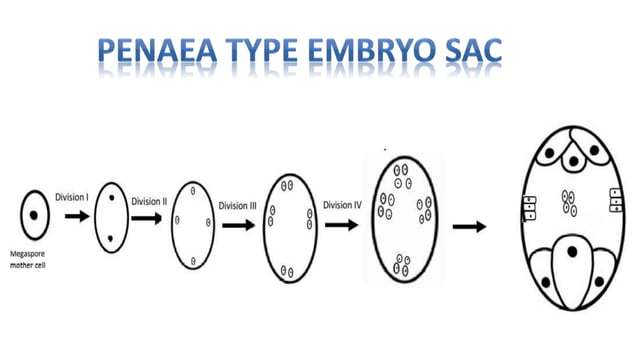 Types of embryosac | PPTX | Infertility | Reproductive Health