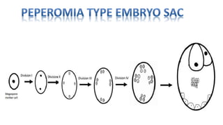 Types of embryosac | PPTX