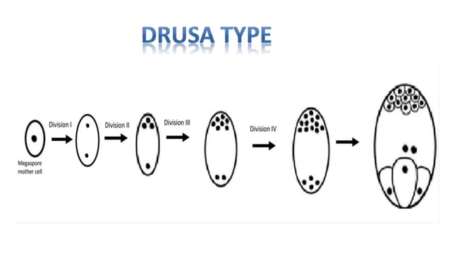 Types of embryosac | PPTX | Infertility | Reproductive Health