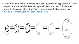 Types of embryosac | PPTX