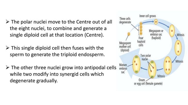 Types of embryosac | PPTX | Infertility | Reproductive Health