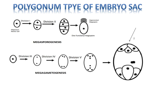 Types of embryosac | PPTX | Infertility | Reproductive Health