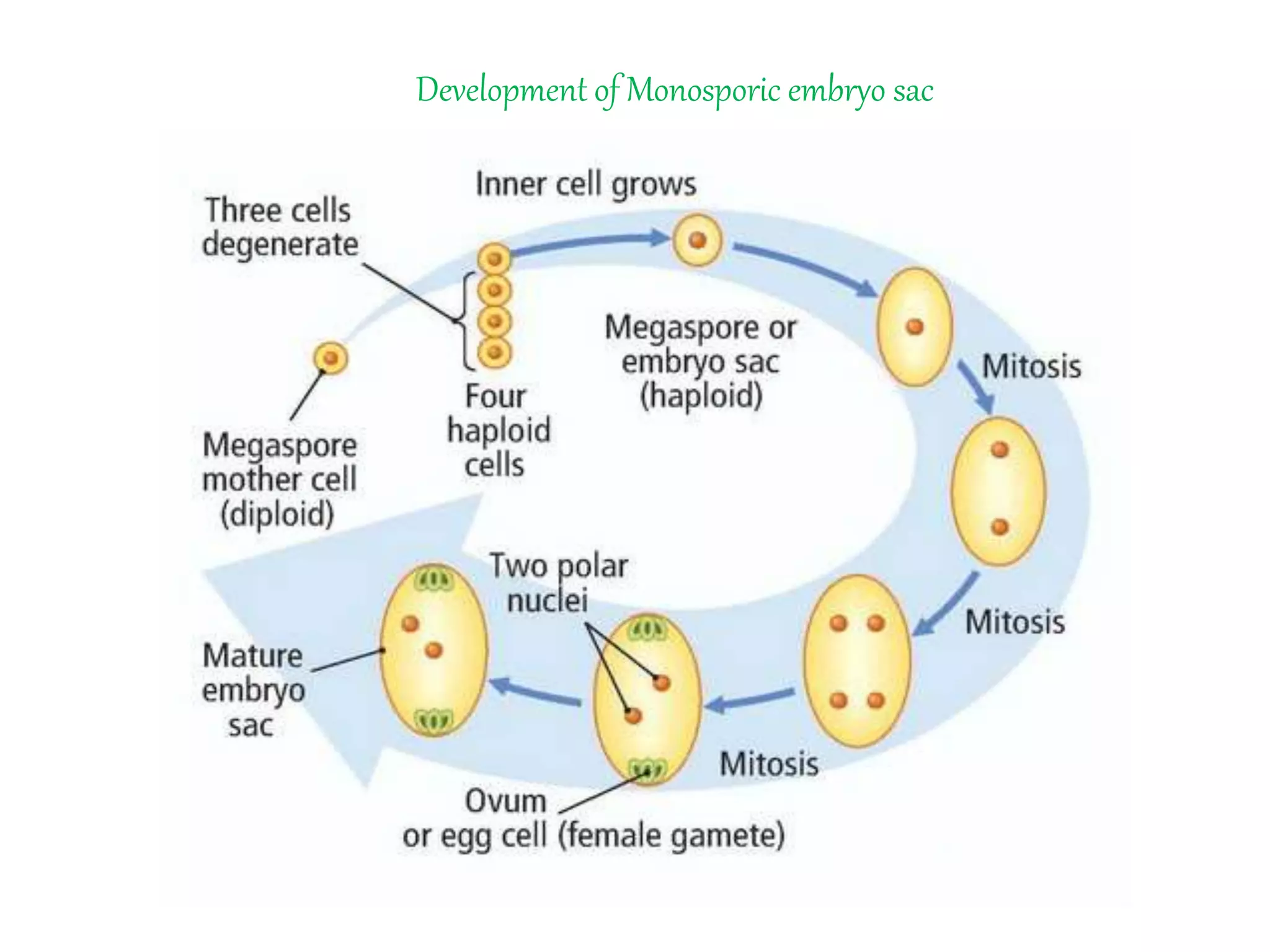 Types of embryo sac | PPTX