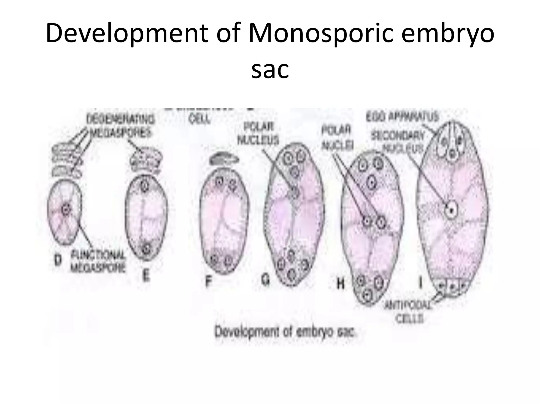 Types of embryo sac | PPTX