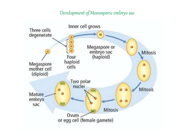 Types of embryo sac | PPTX | Biological Sciences | Science