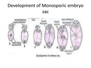 Types of embryo sac | PPTX