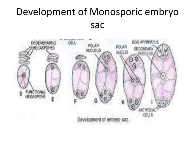 Types of embryo sac | PPTX | Biological Sciences | Science