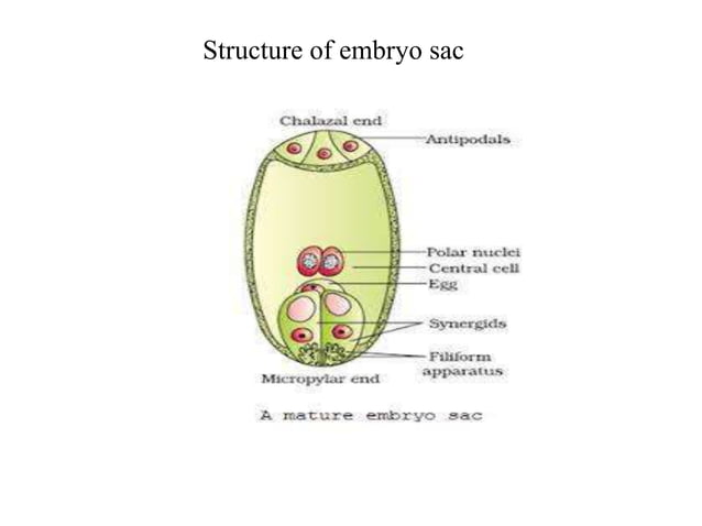 Types of embryo sac | PPTX | Biological Sciences | Science