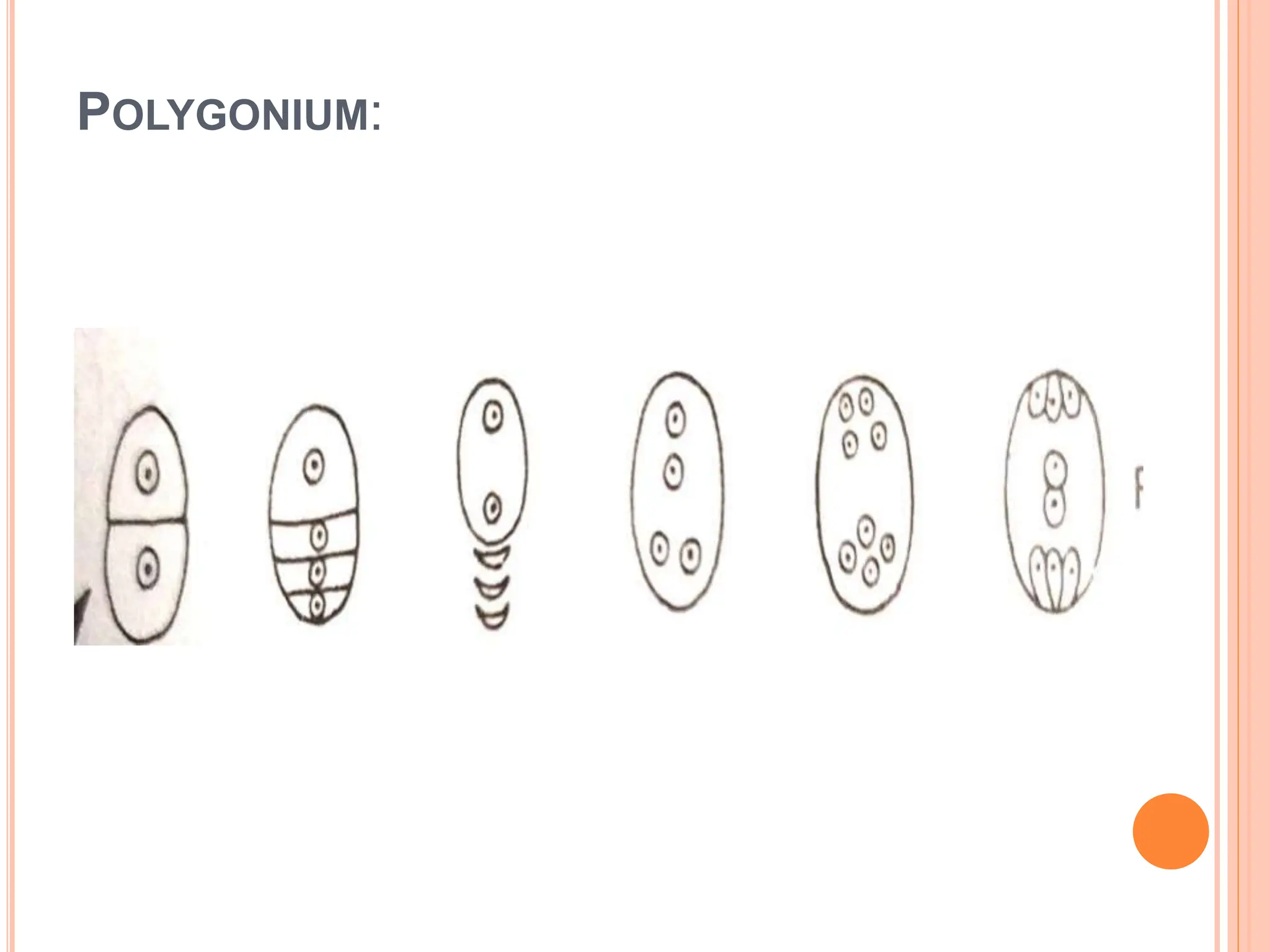 Types of embryo sac.pptx