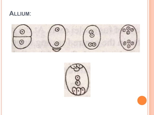 Types of embryo sac.pptx | Biological Sciences | Science