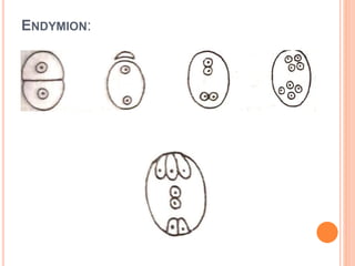 Types of embryo sac.pptx