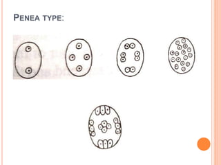 Types of embryo sac.pptx