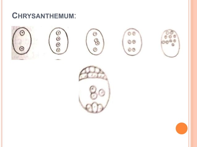 Types of embryo sac.pptx | Biological Sciences | Science