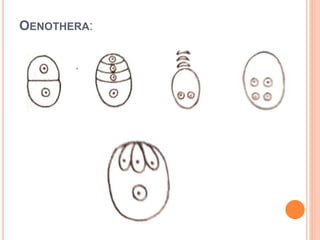 Types of embryo sac.pptx