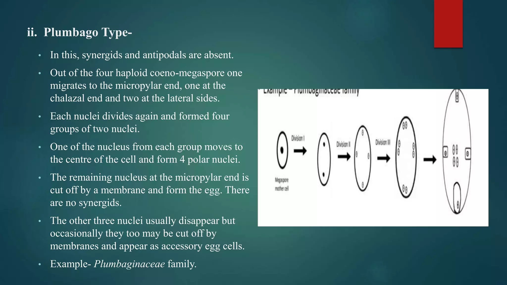 Types of embryo sac in plants. | PPTX
