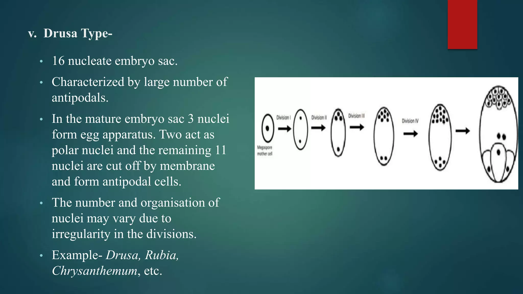 Types of embryo sac in plants. | PPTX