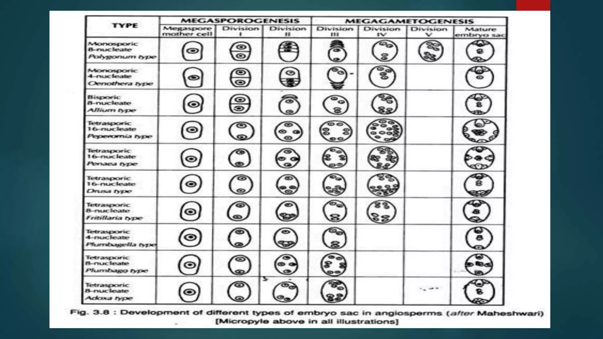 Types of embryo sac in plants. | PPTX