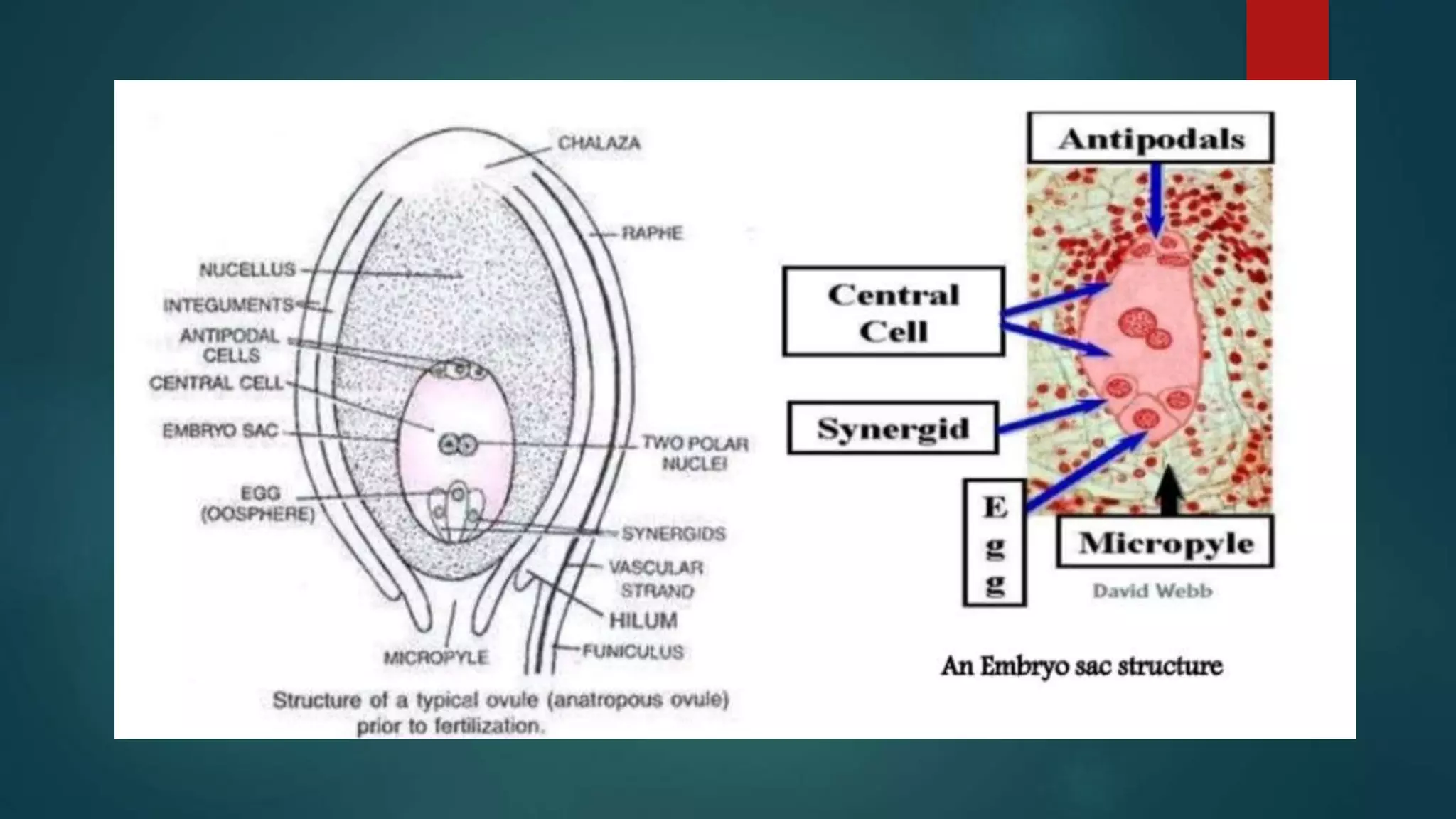 Types of embryo sac in plants. | PPTX