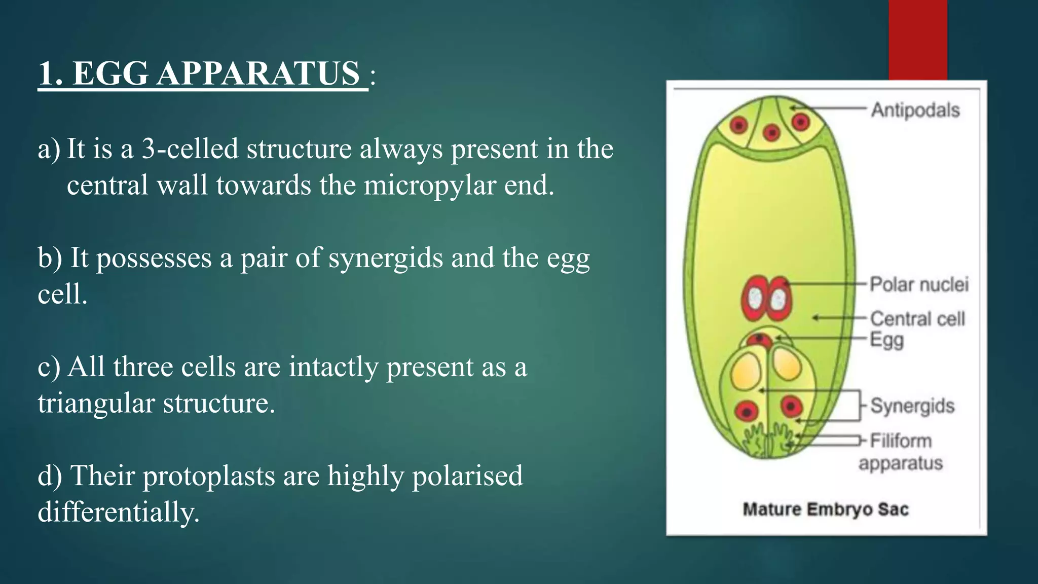 Types of embryo sac in plants. | PPTX