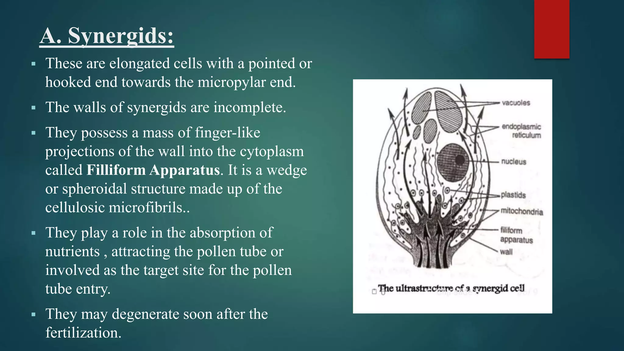 Types of embryo sac in plants. | PPTX