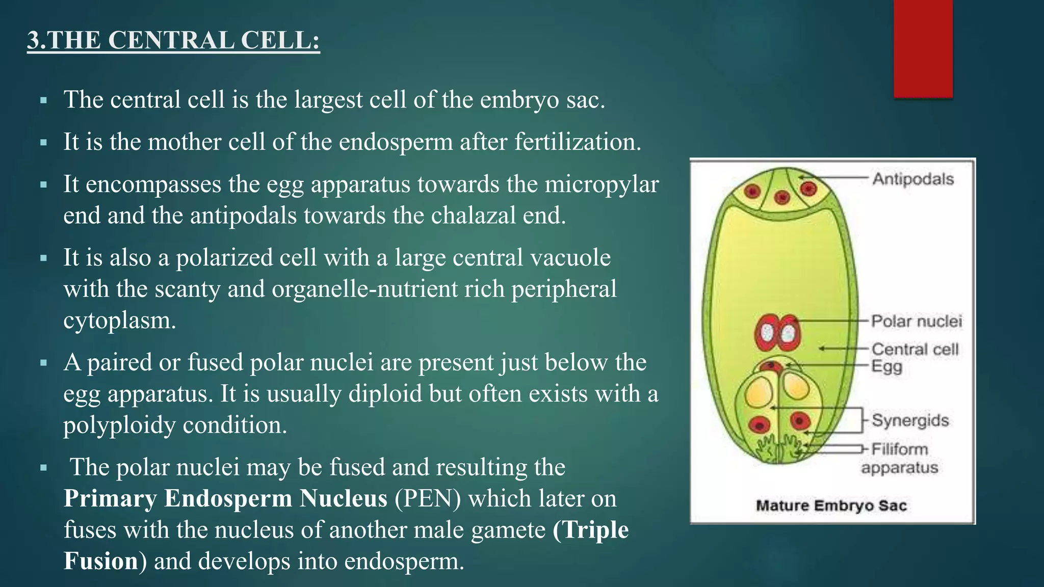Types of embryo sac in plants. | PPTX