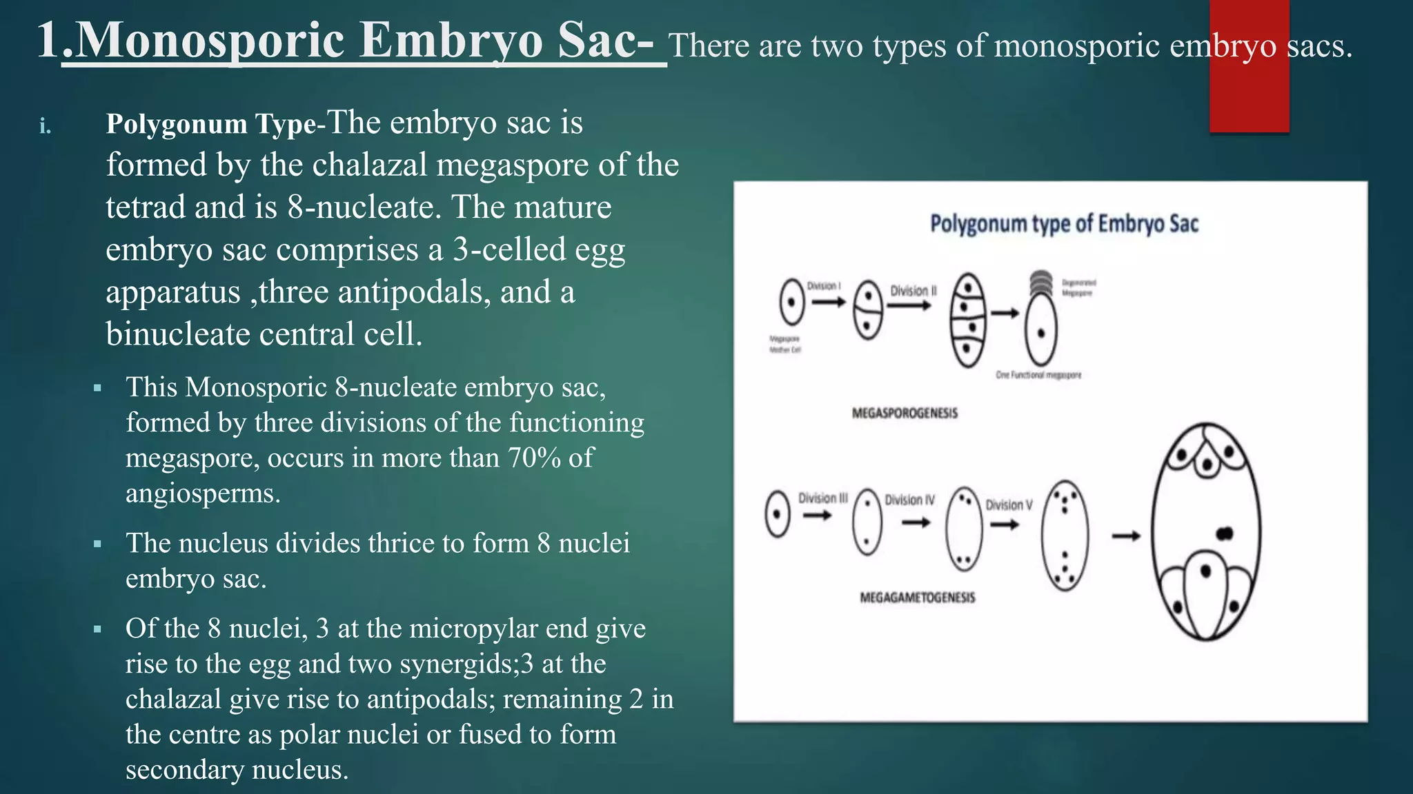 Types of embryo sac in plants. | PPTX