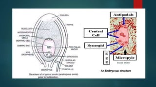Types of embryo sac in plants. | PPTX